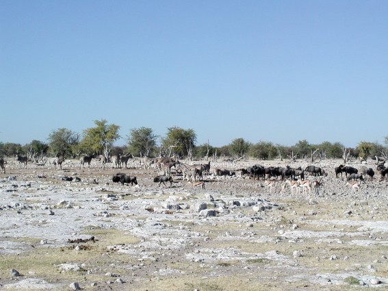 Photos of the Etosha Pan
